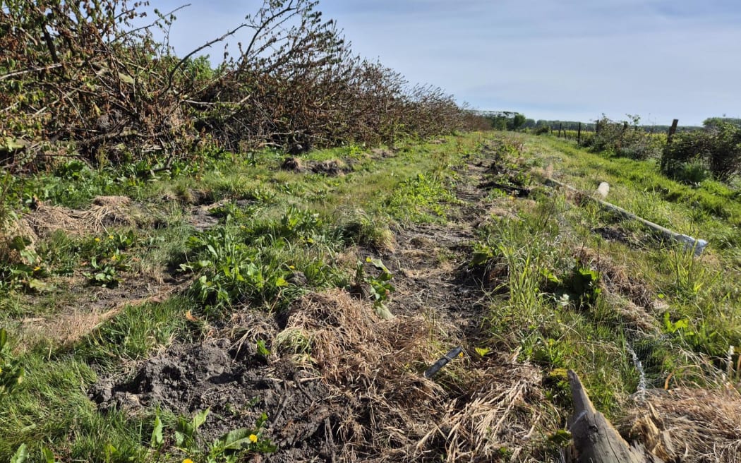 Cherry trees die after cyclone and rain at Hawke's Bay orchard | RNZ News