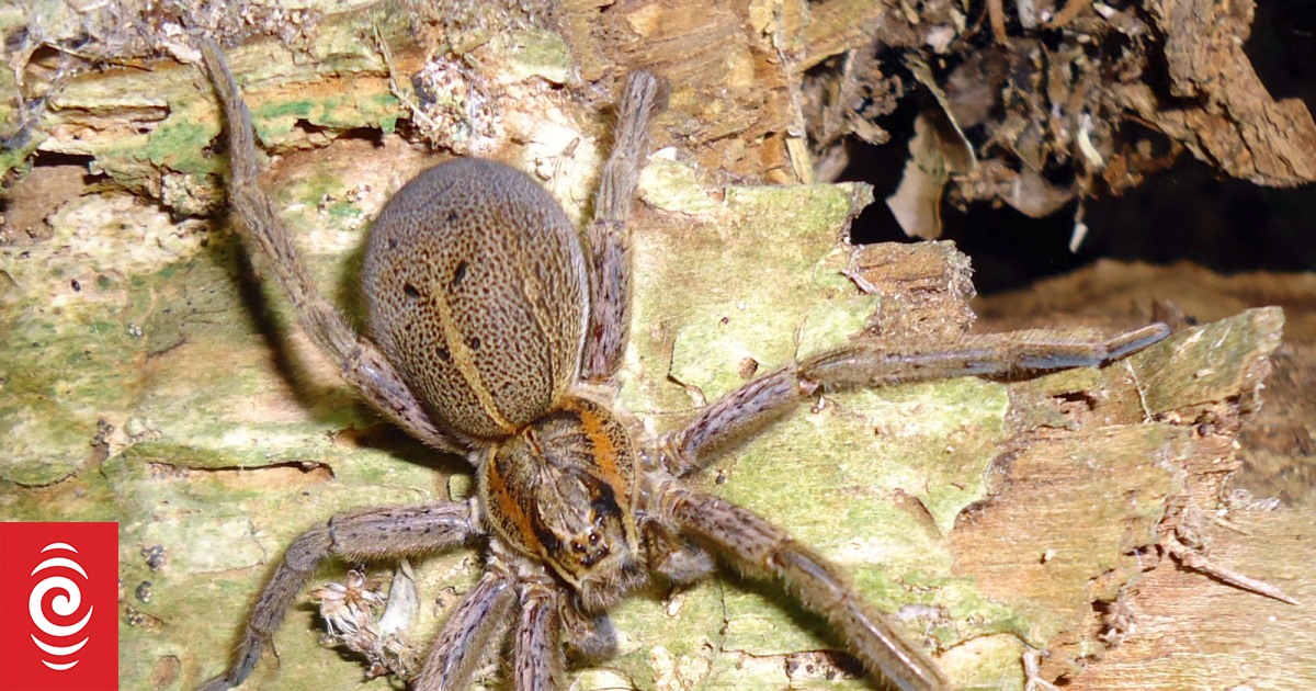 Expert on New Zealand Spiders | RNZ