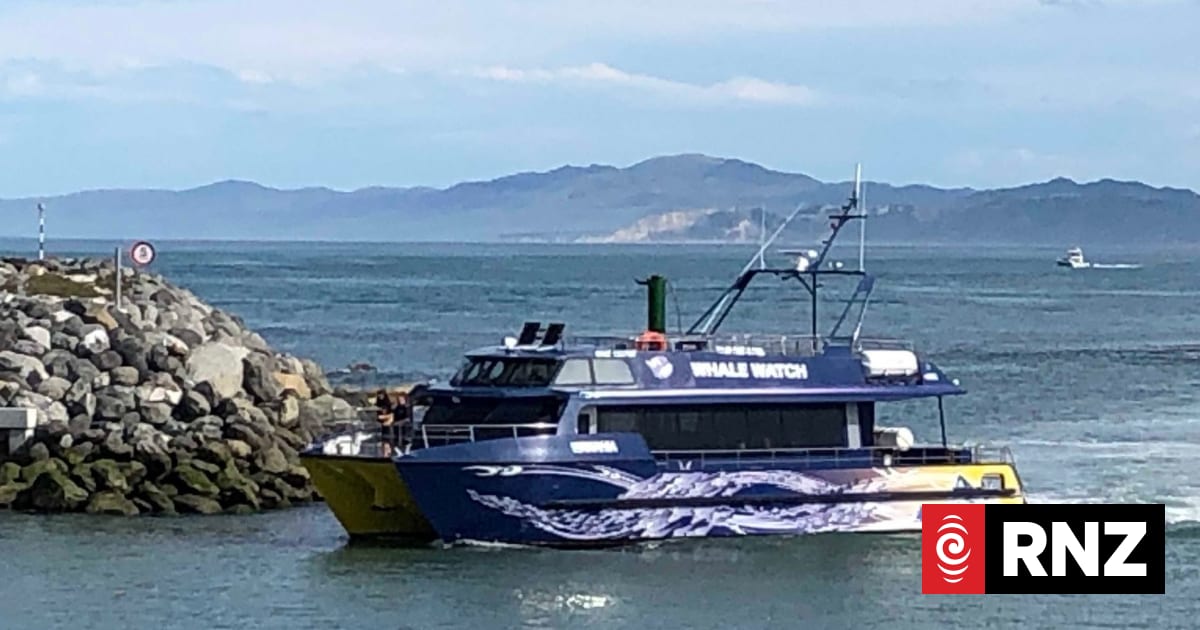 Whale Watch Kaikōura fined $245k for safety breaches after crew ...