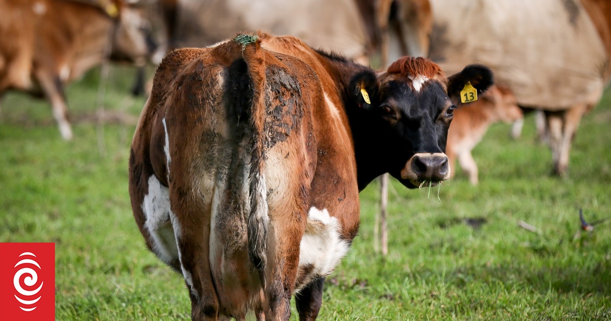 Tatua paying farmers $11.30p/kg of milk solids | RNZ News