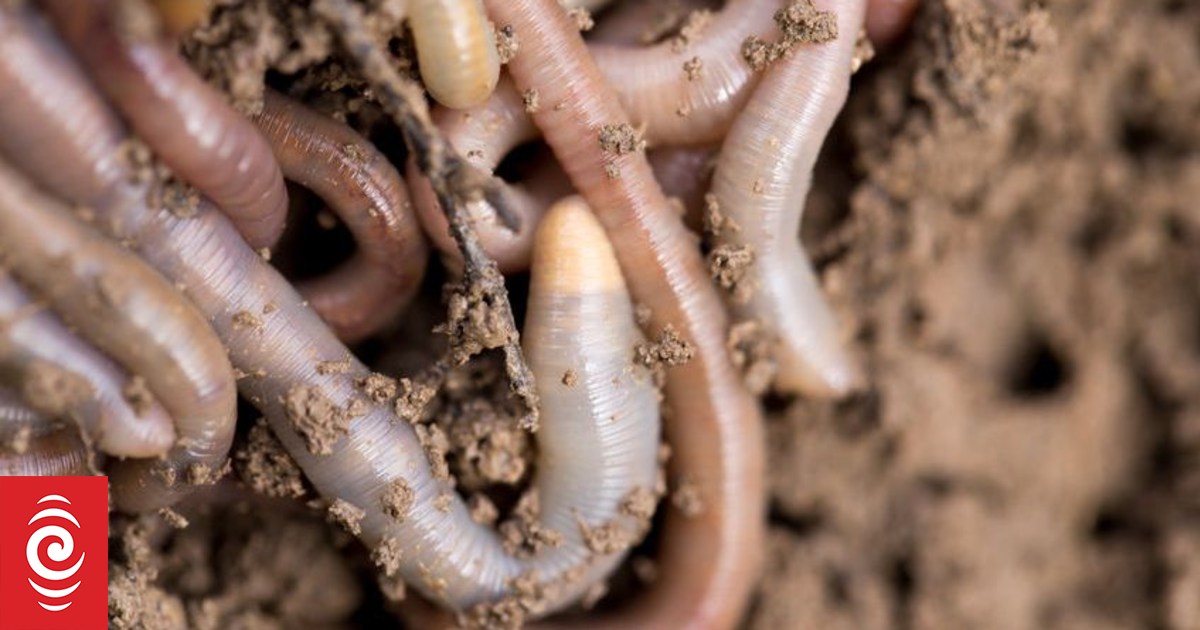 The science of native earthworms | RNZ