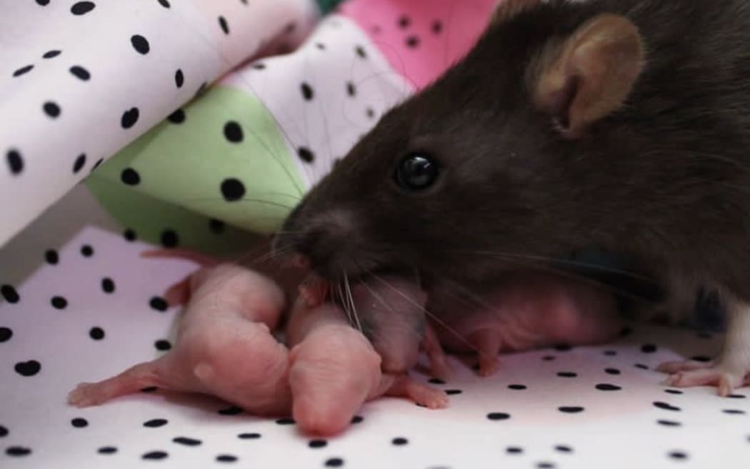 For the love of rats: 'They are actually quite sweet' | RNZ News