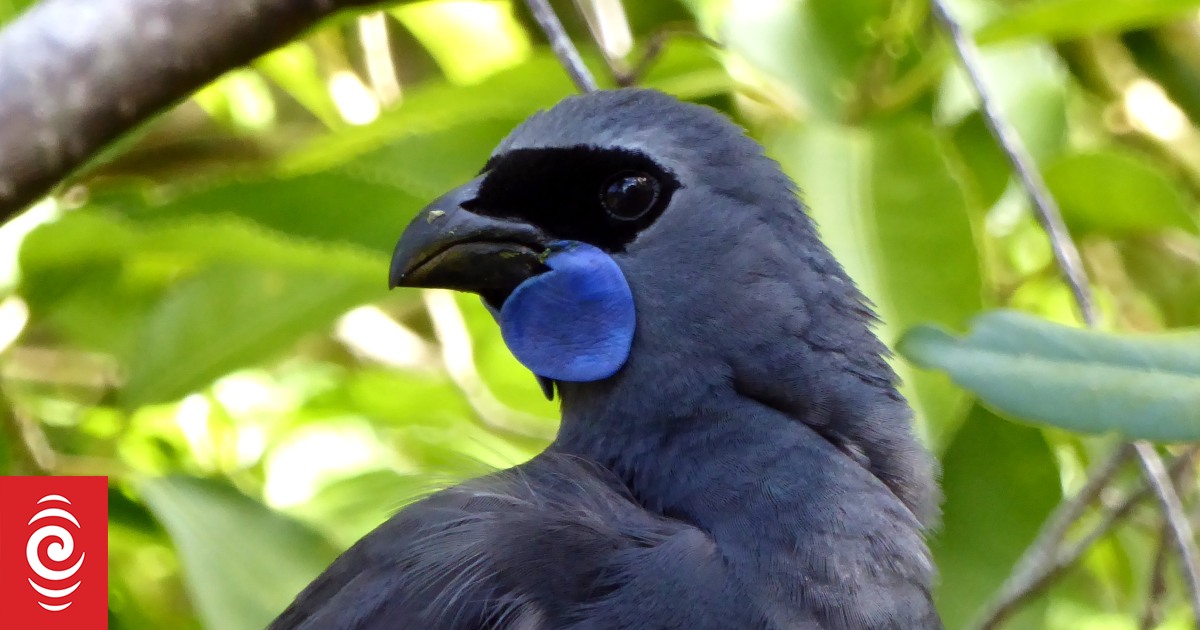 Rare feathered visitors a delight for Taranaki bird-watchers | RNZ News