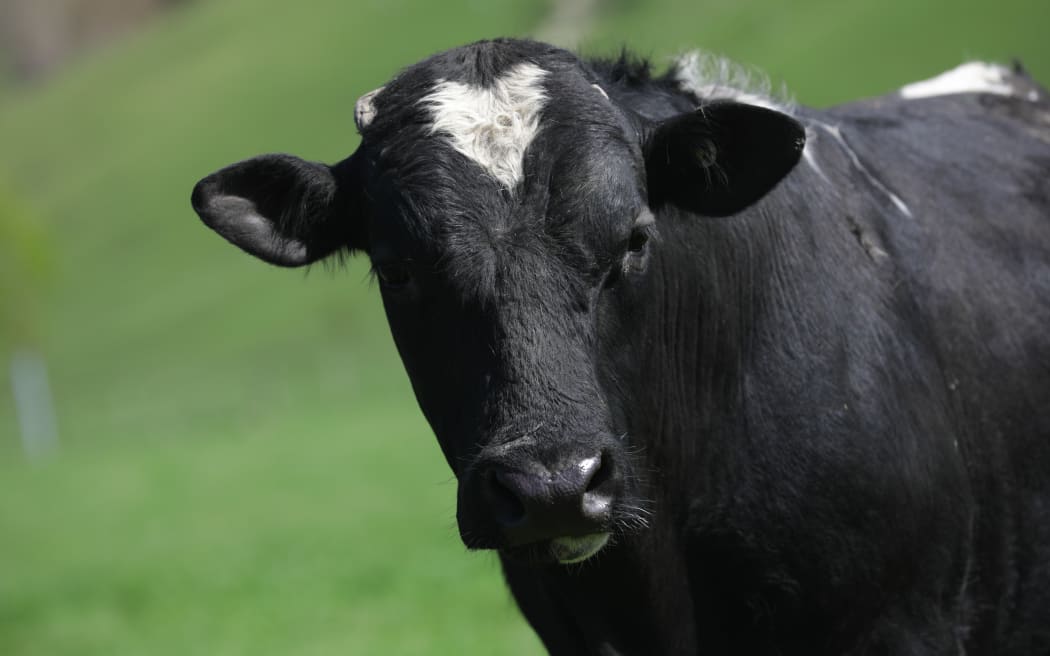 LIC to play role in creating more heat resistant, disease tolerant cows ...