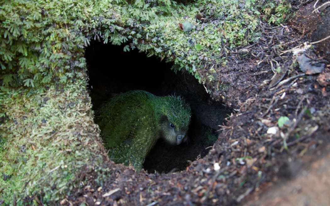 Stories from Kakapo Files II | RNZ