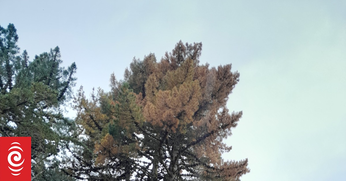 Council 'gutted' by costly attack on 100-plus year old tree | RNZ News