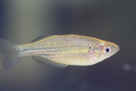 Culum Brown: Fish are way smarter than you think | RNZ