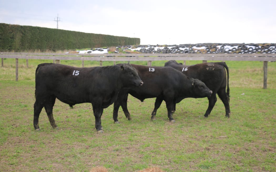 A year on the farm: Off to the local bull sale | RNZ