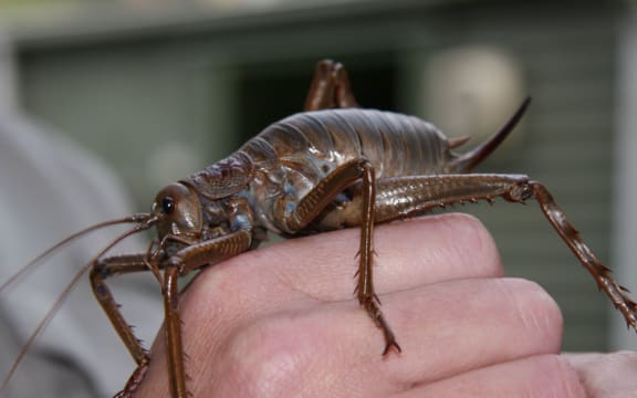 New home for giant weta | RNZ News