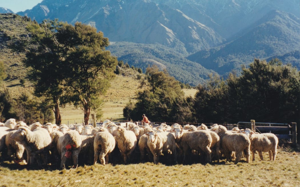 Downhill adventures for diversifying farmers | RNZ