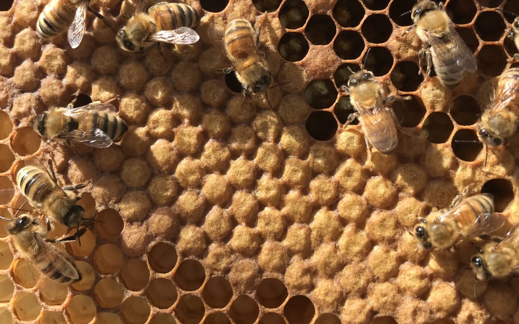 A new way to help honey bees | RNZ