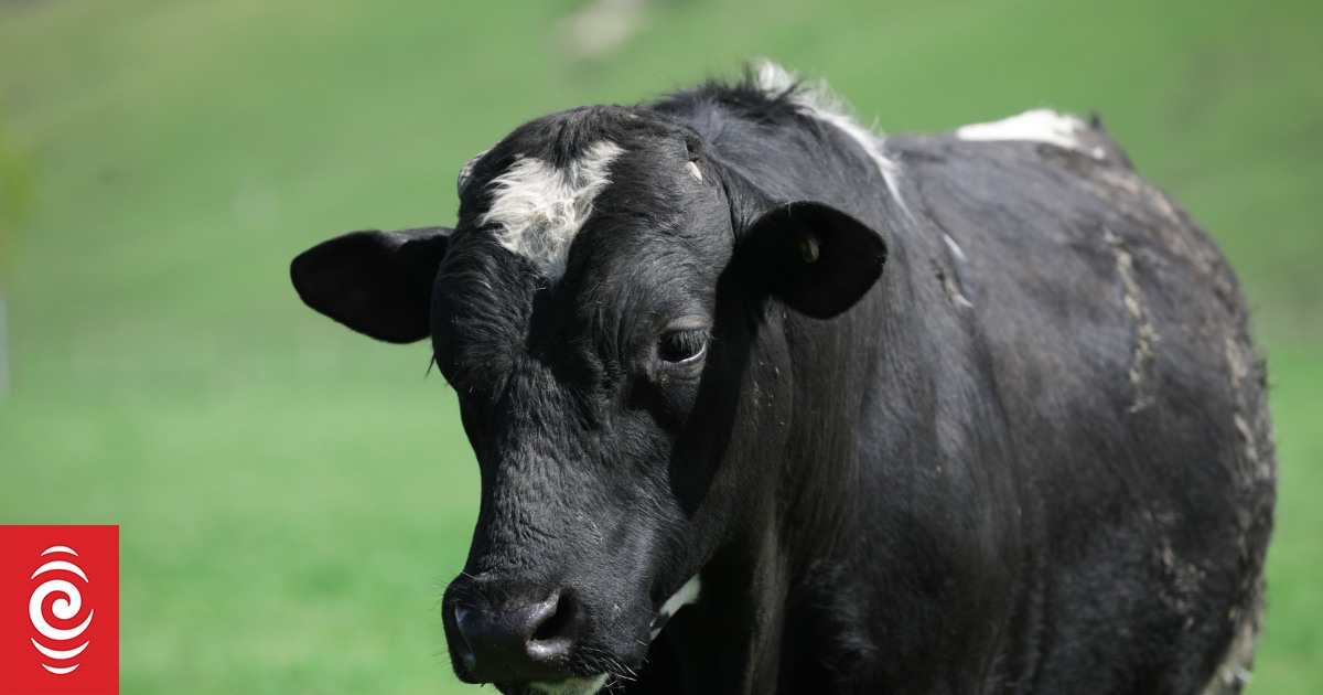 Cattle thieves take more than 50 cows from South Auckland farm | RNZ