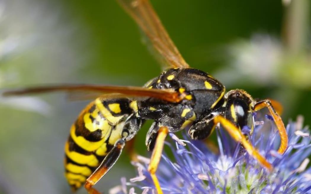 Honey company joins efforts to cull wasps | RNZ News