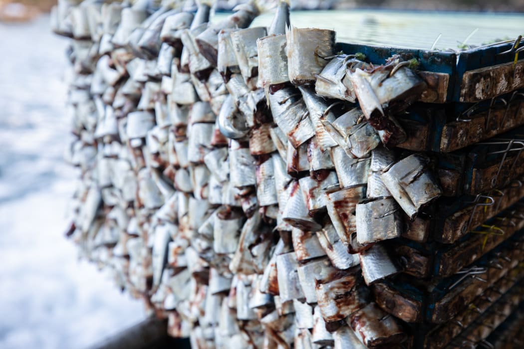 Following fish from sea to store | RNZ