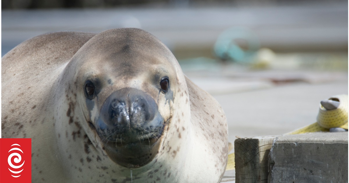 Leopard seal Owha's injury believed to be from bullet wound | RNZ News