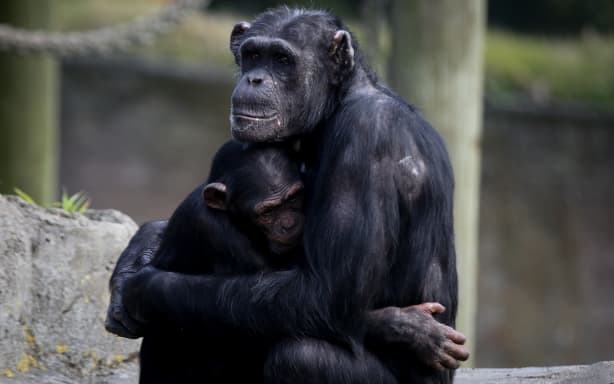 Zoo plugs on with ear surgery | RNZ