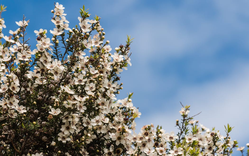 How NZ's own law helped Australia win the Manuka Honey trademark war ...