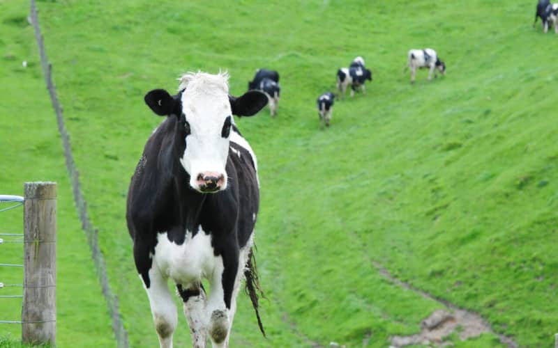 RECAP: Govt decision on M. bovis cattle disease | RNZ