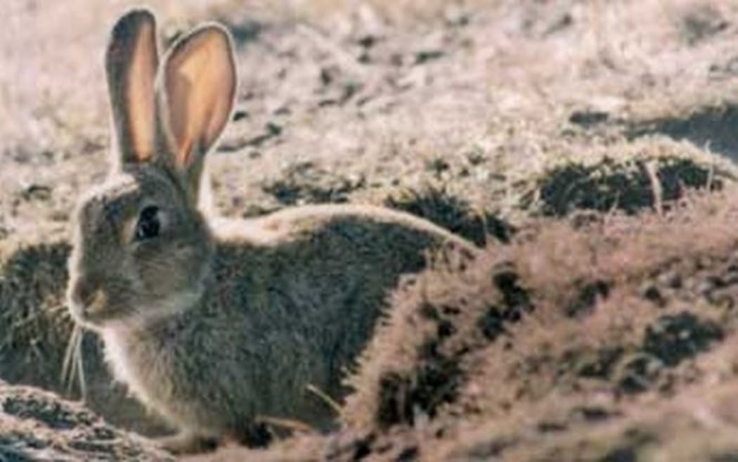New strain of rabbit calicivirus found in New Zealand | RNZ News