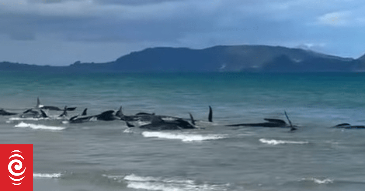 Almost 40 whales refloated after stranding at Northland beach | RNZ News
