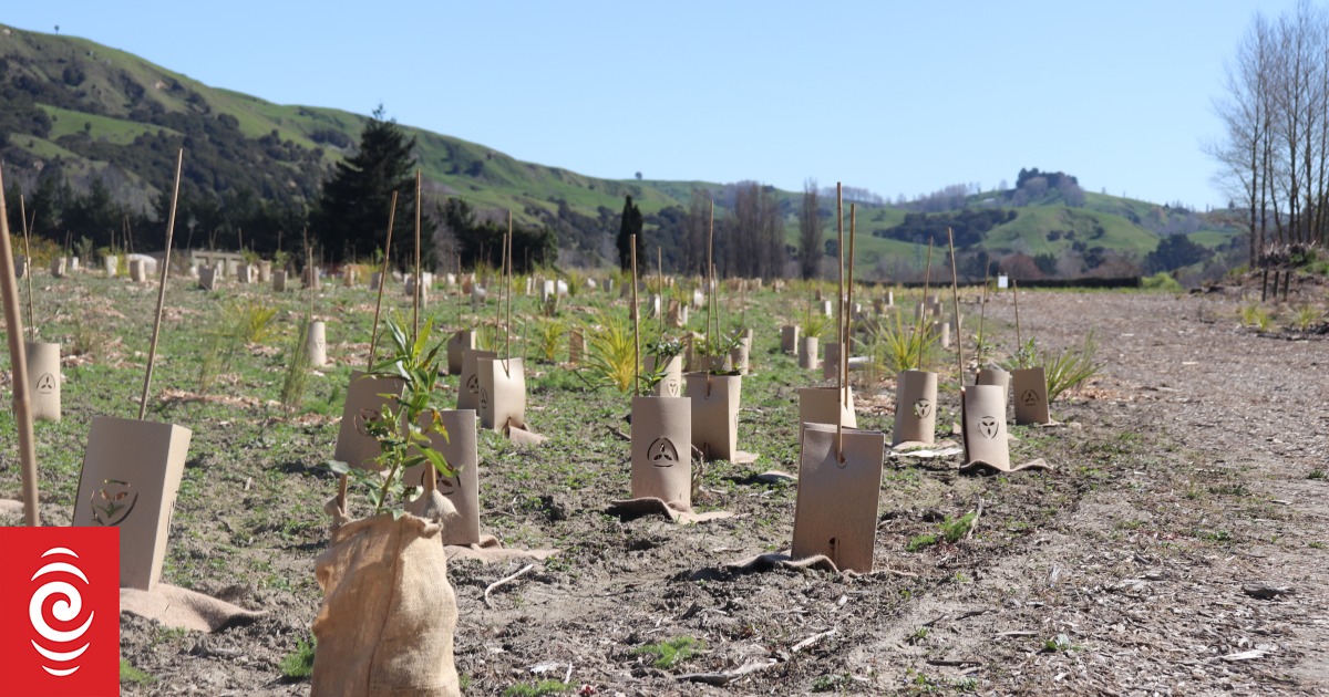 Council supports landowners in planting millions of trees planted on ...