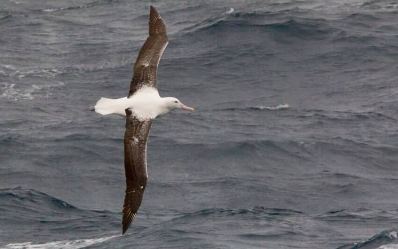 Skipper faces fine for albatross deaths | RNZ