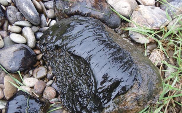 Warning over toxic algae at Hawke's Bay river | RNZ