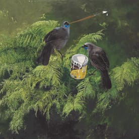 The Birds of Ray Ching | RNZ