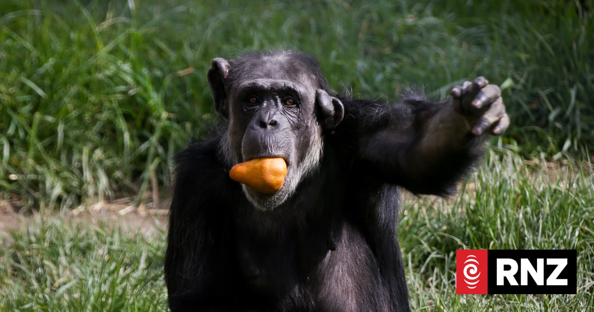 Zoo plugs on with ear surgery | RNZ