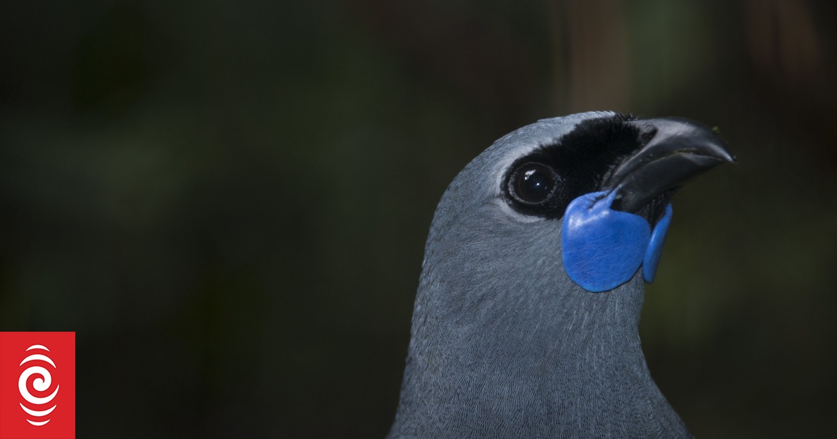 Kokako sightings sought in South Island | RNZ