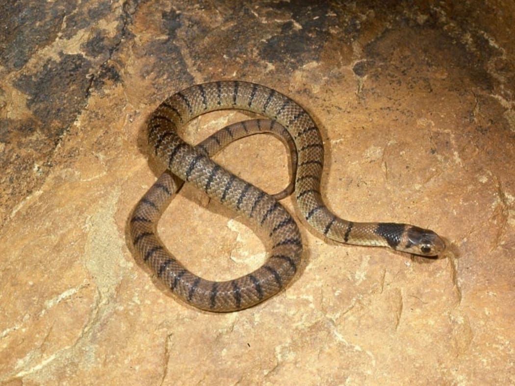 The rise of baby brown snakes | RNZ