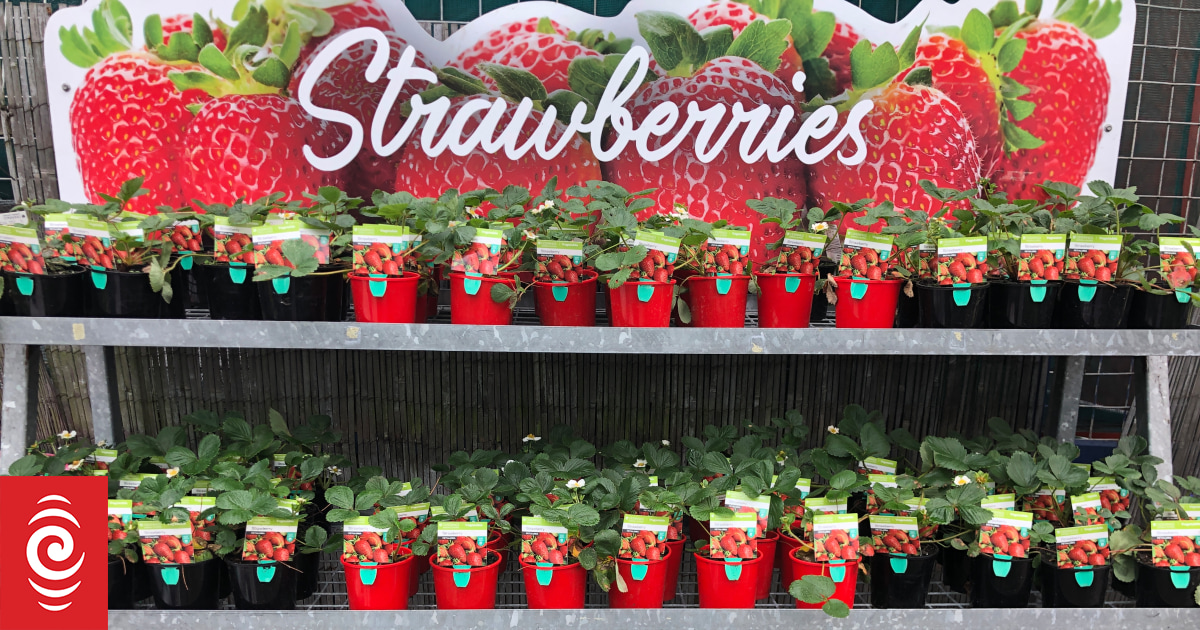 Fruit and Vege Report with Glenn Forsyth | RNZ