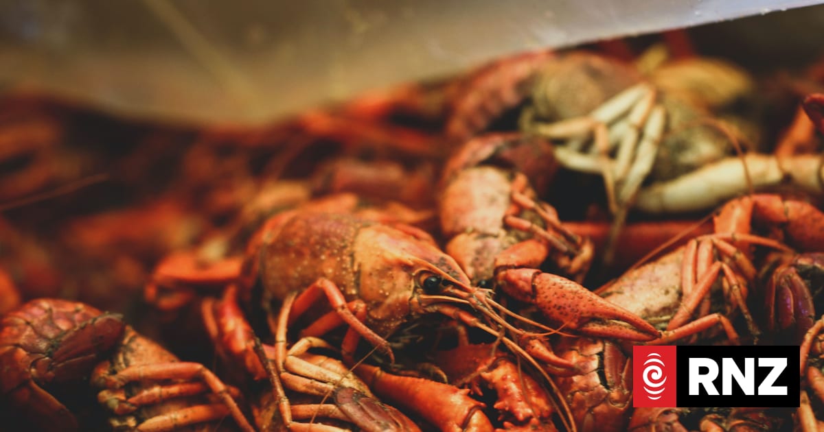 Man jailed over poaching crayfish from reserve | RNZ