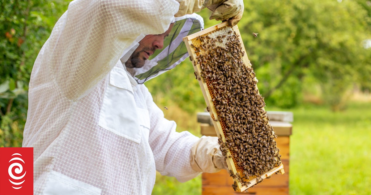 Beekeeper advocacy group ApiNZ comes under pressure | RNZ News