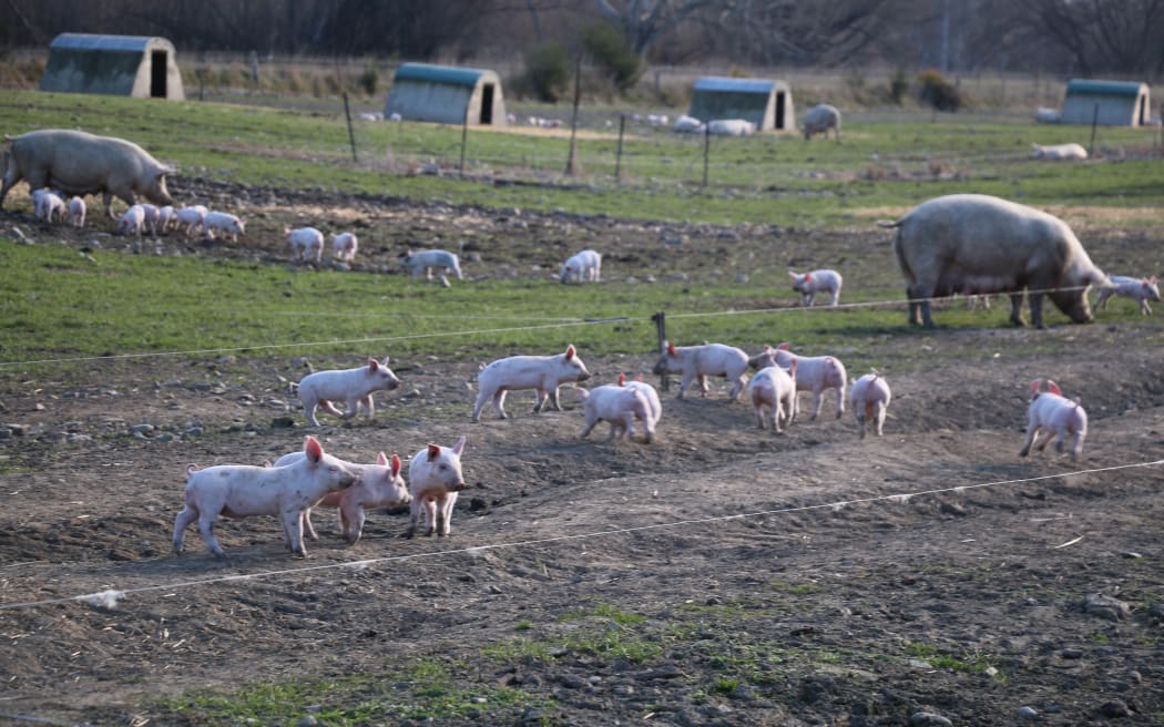 Piglets go back to the same teat, says free-range pig farmer | RNZ