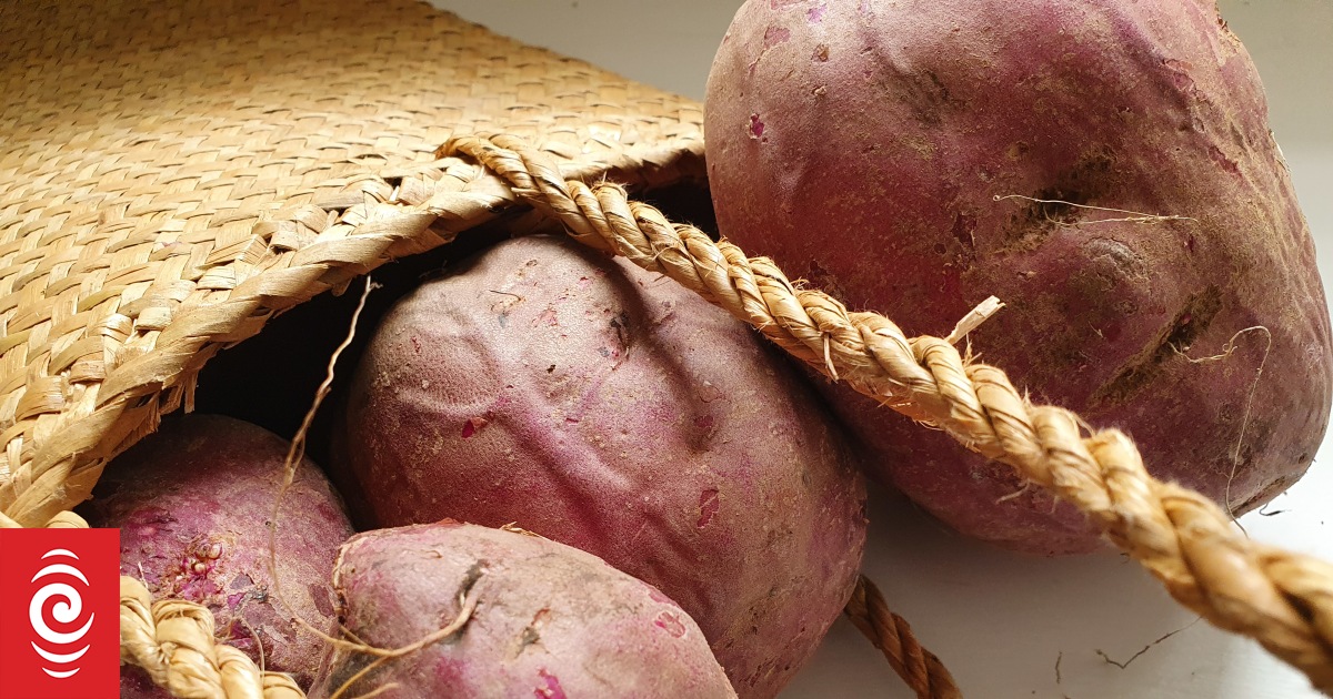 New research finds evidence kūmara cultivated in Tasman as early as ...