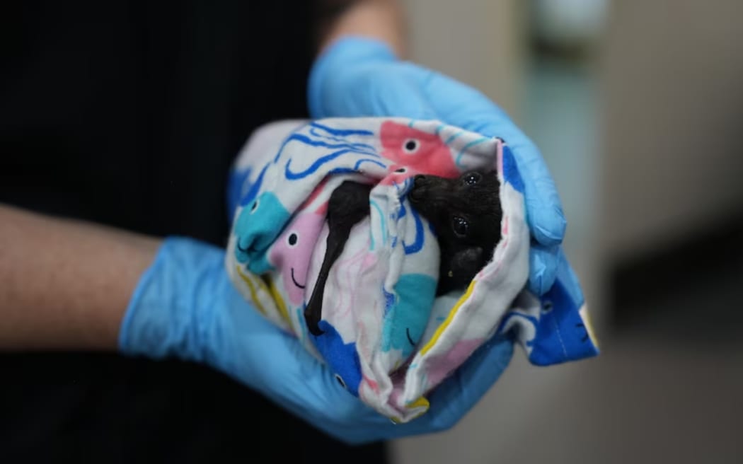 Hundreds of flying fox pups starving to death in wake of ex-Tropical ...