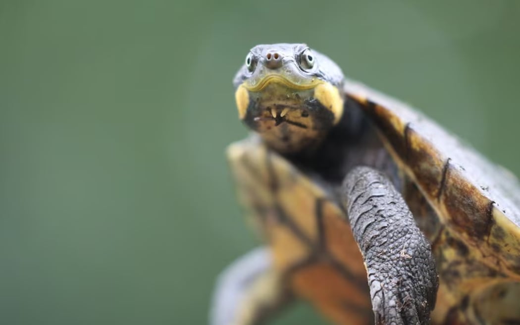 Endangered Australian turtle numbers holding steady after record ...