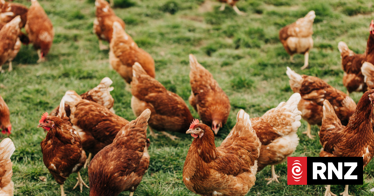 Chooks back on the lay as Hillgrove Farm restocks poultry sheds after ...