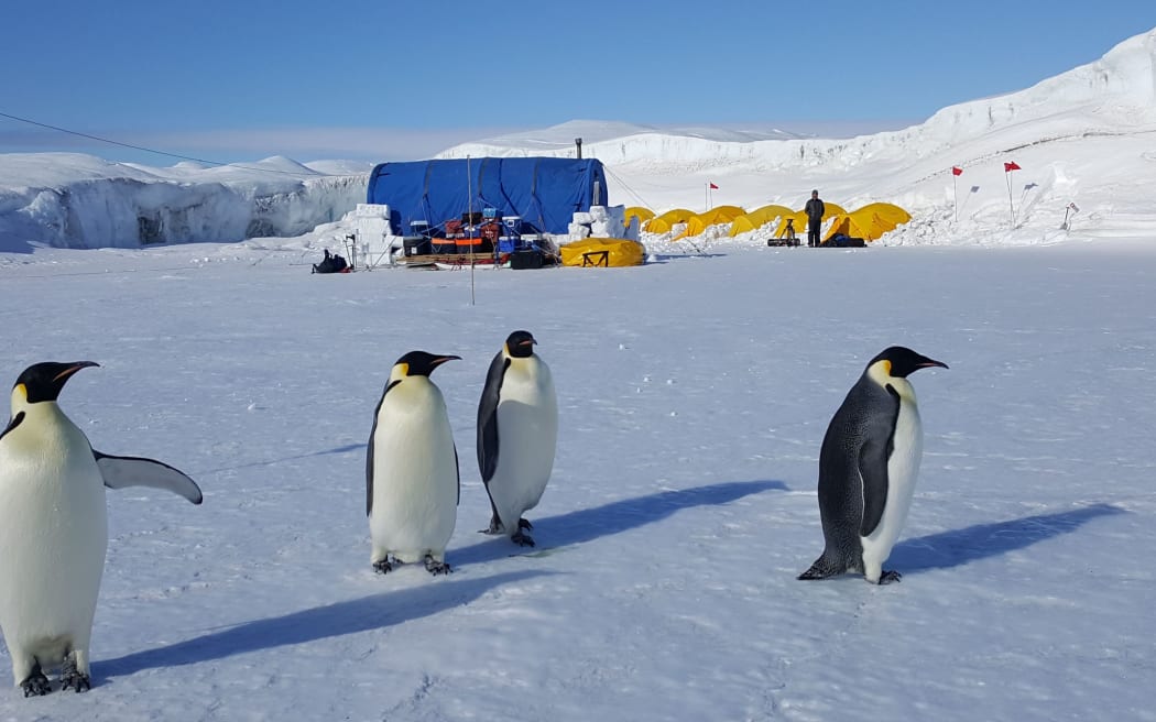 Deep dives and epic journeys: Return of the emperor penguins | RNZ