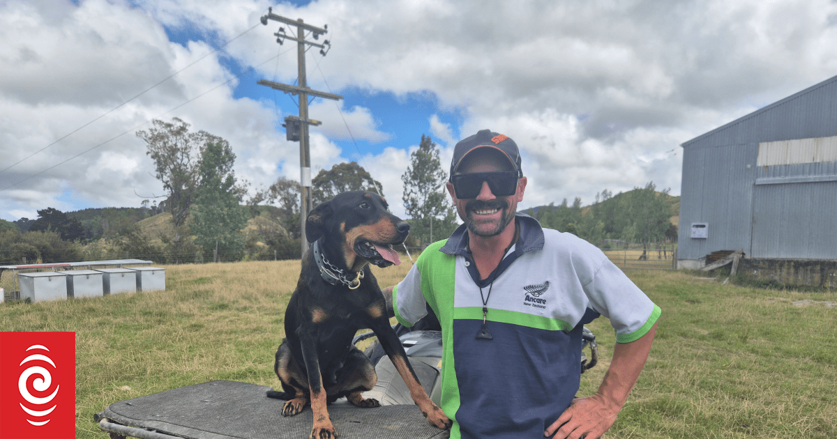A year on, Huntaway pup still learning how to be a working dog | RNZ News