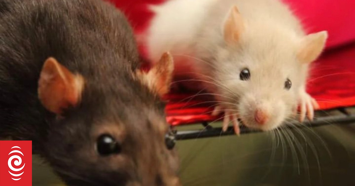 Countdown apologises for rat problem from October last year | RNZ