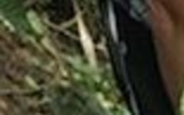 Young girl's leg impaled on tree branch | RNZ News