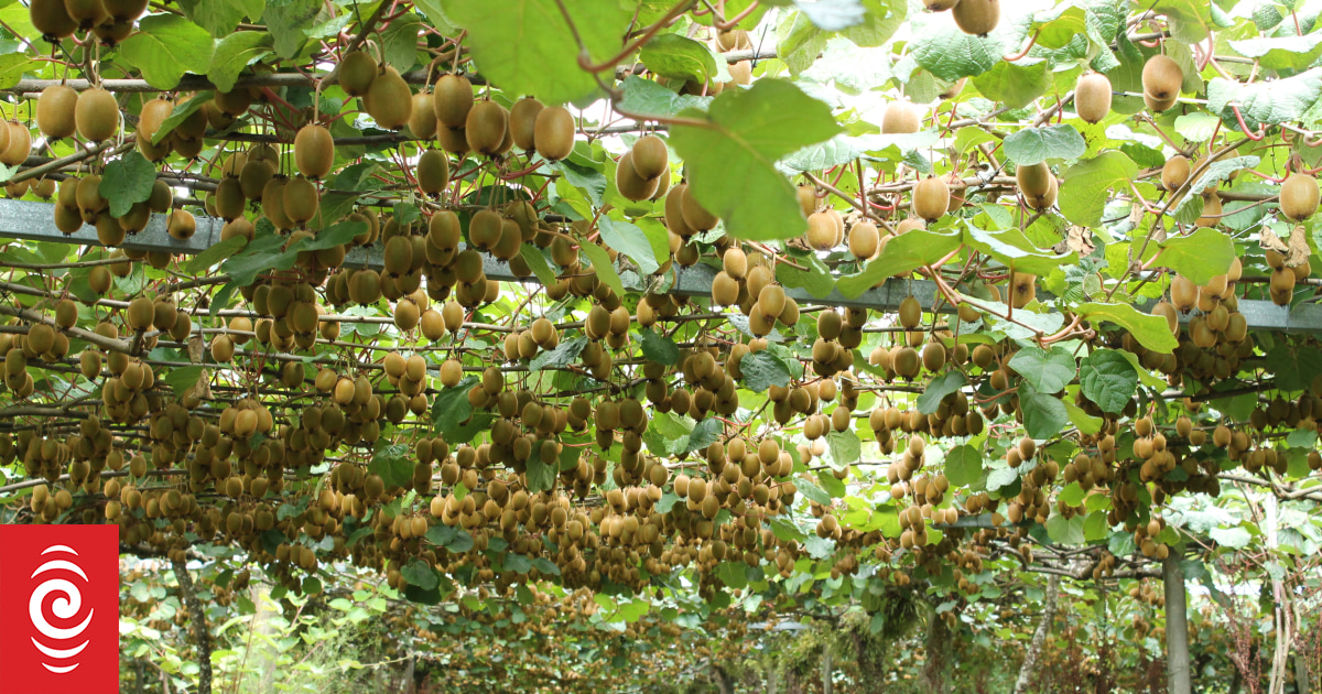Fruit and Vege Report with Glenn Forsyth | RNZ