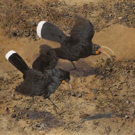 The Birds of Ray Ching | RNZ