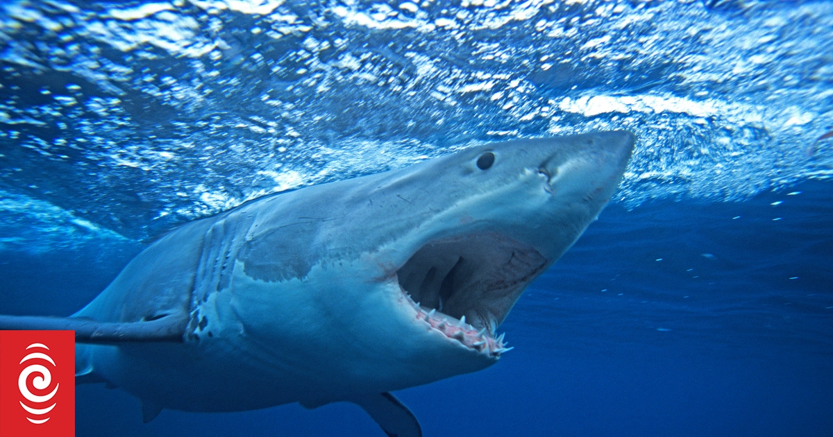 Police search for body of man believed killed by shark off South ...