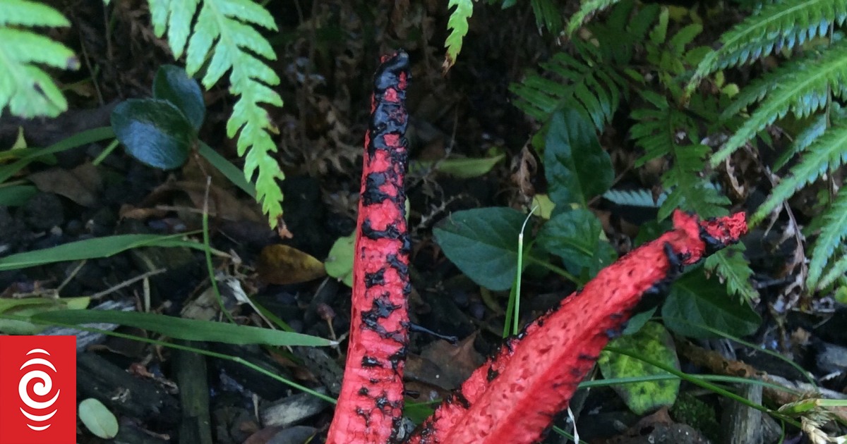 Critter of the Week: The Devil’s fingers fungus | RNZ