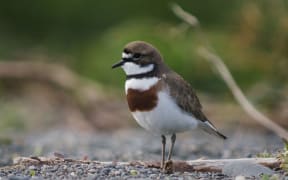 Dotterels give up beach to nest in Auckland construction sites | RNZ News