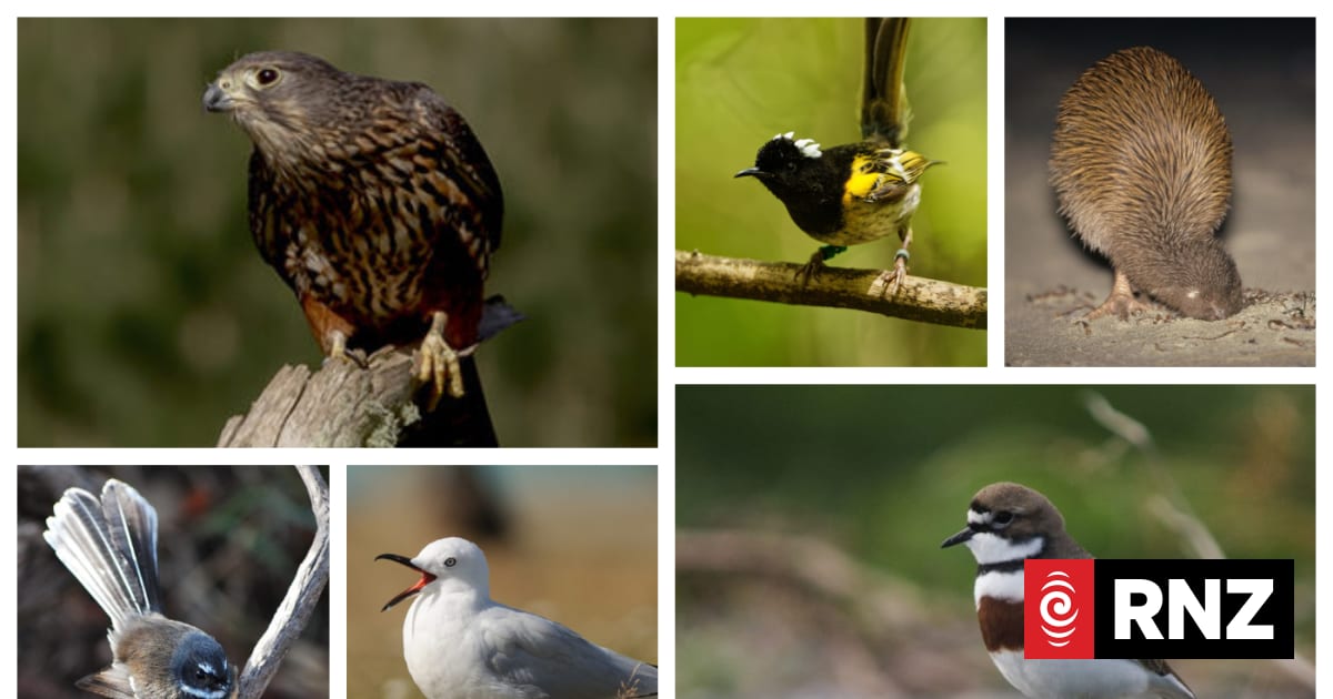Volunteers keep eye on bird contest voting patterns | RNZ