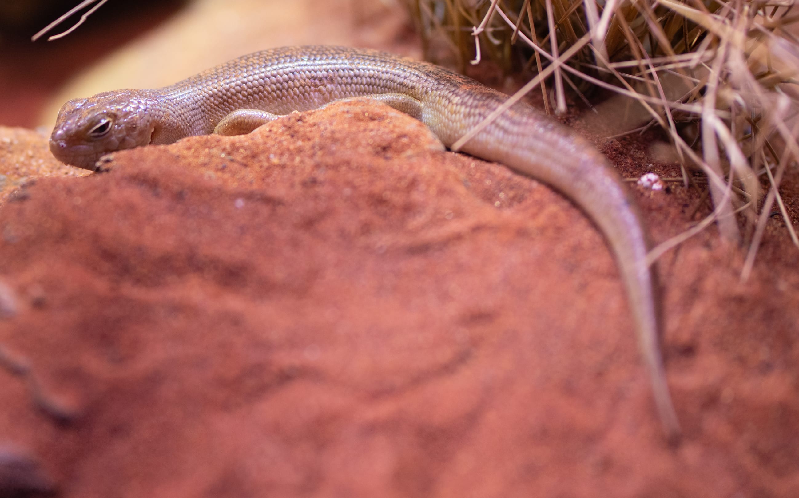 Australian researchers find clues from 15-million-year-old lizard ...